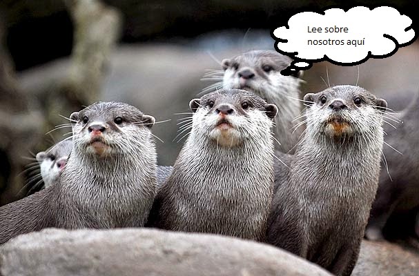 Diversidad de Patas: Lutrinae: Las Verdaderas Nutrias