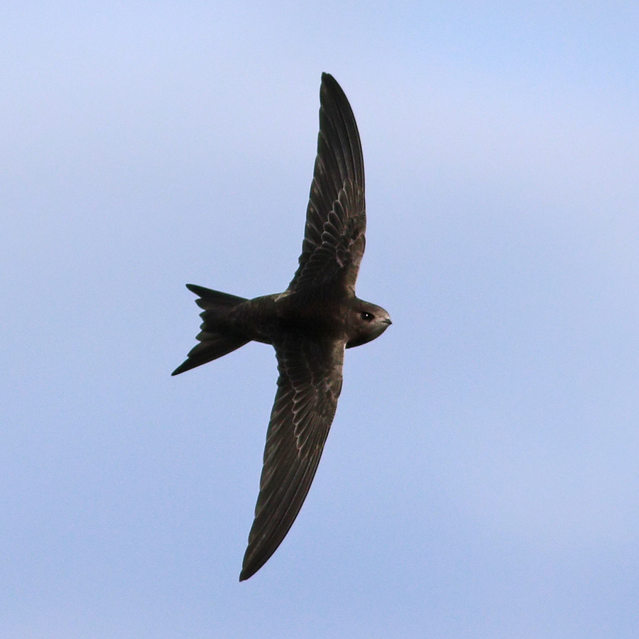 Birdman Birds: Common Swift - Filey - September 2017