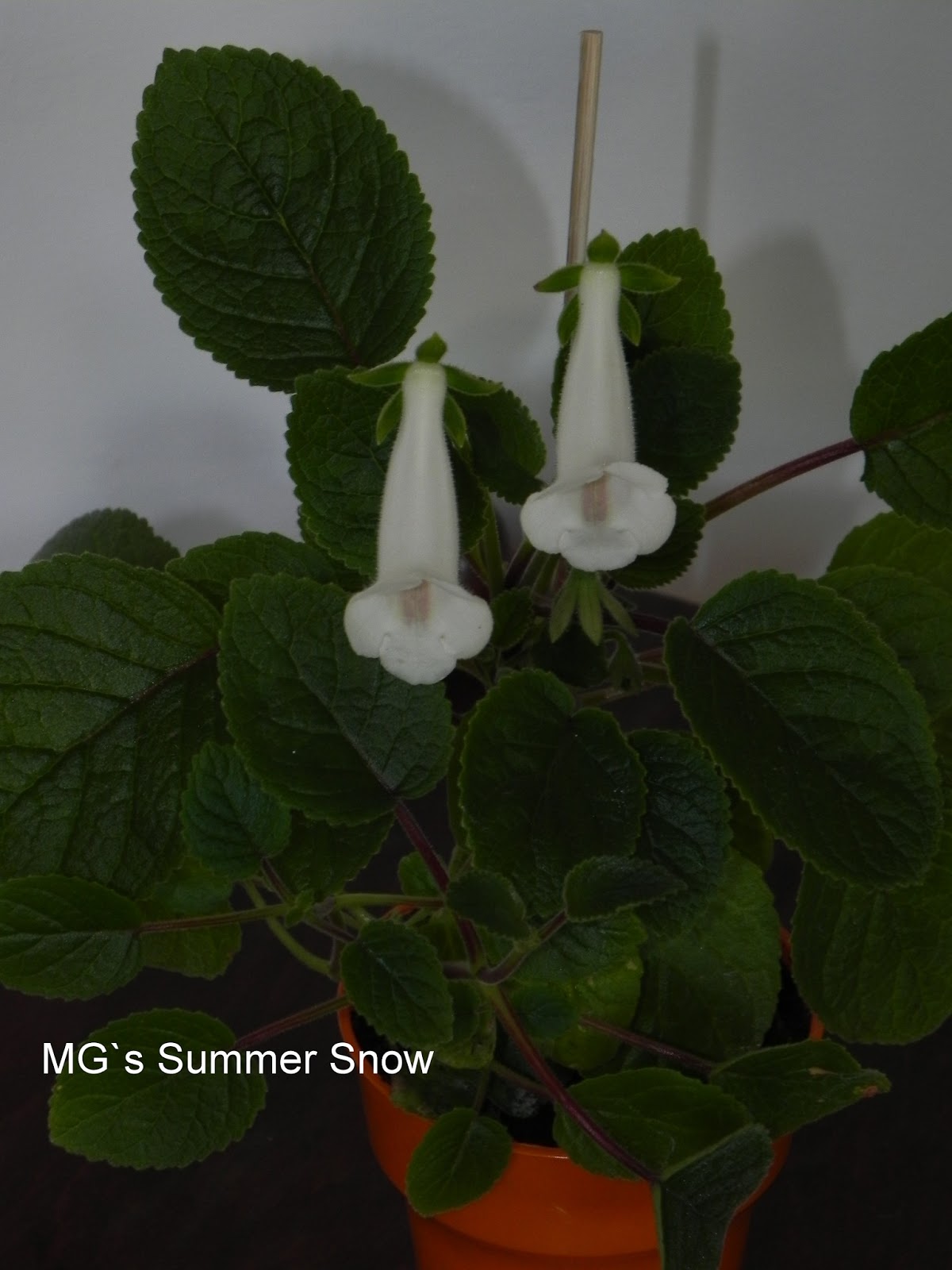 My passion: Plants: Sinningia & Mini sinningia my hybrids - MG`s sinningia