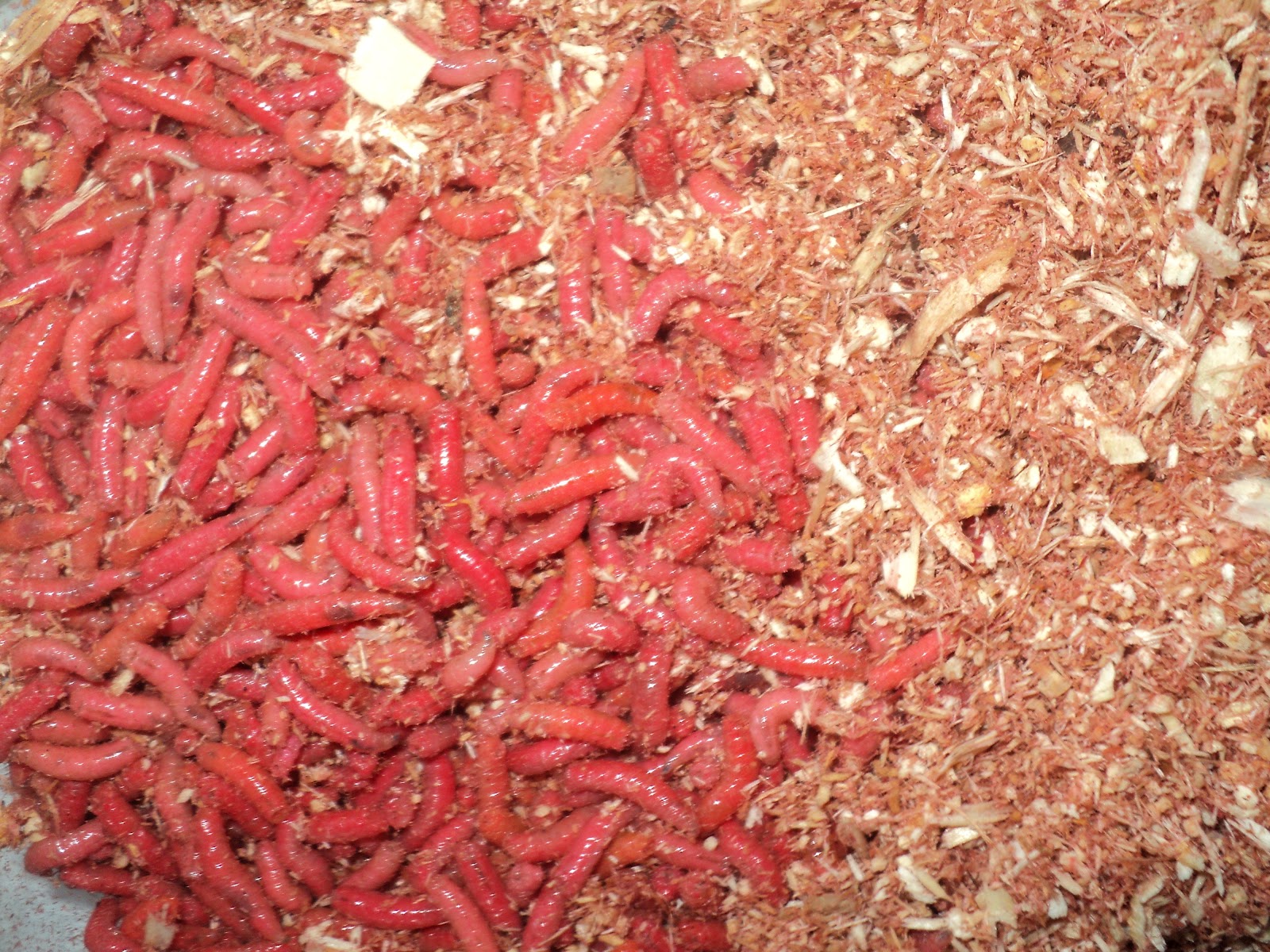 MOMEALA VIE: MOMEALA VIE