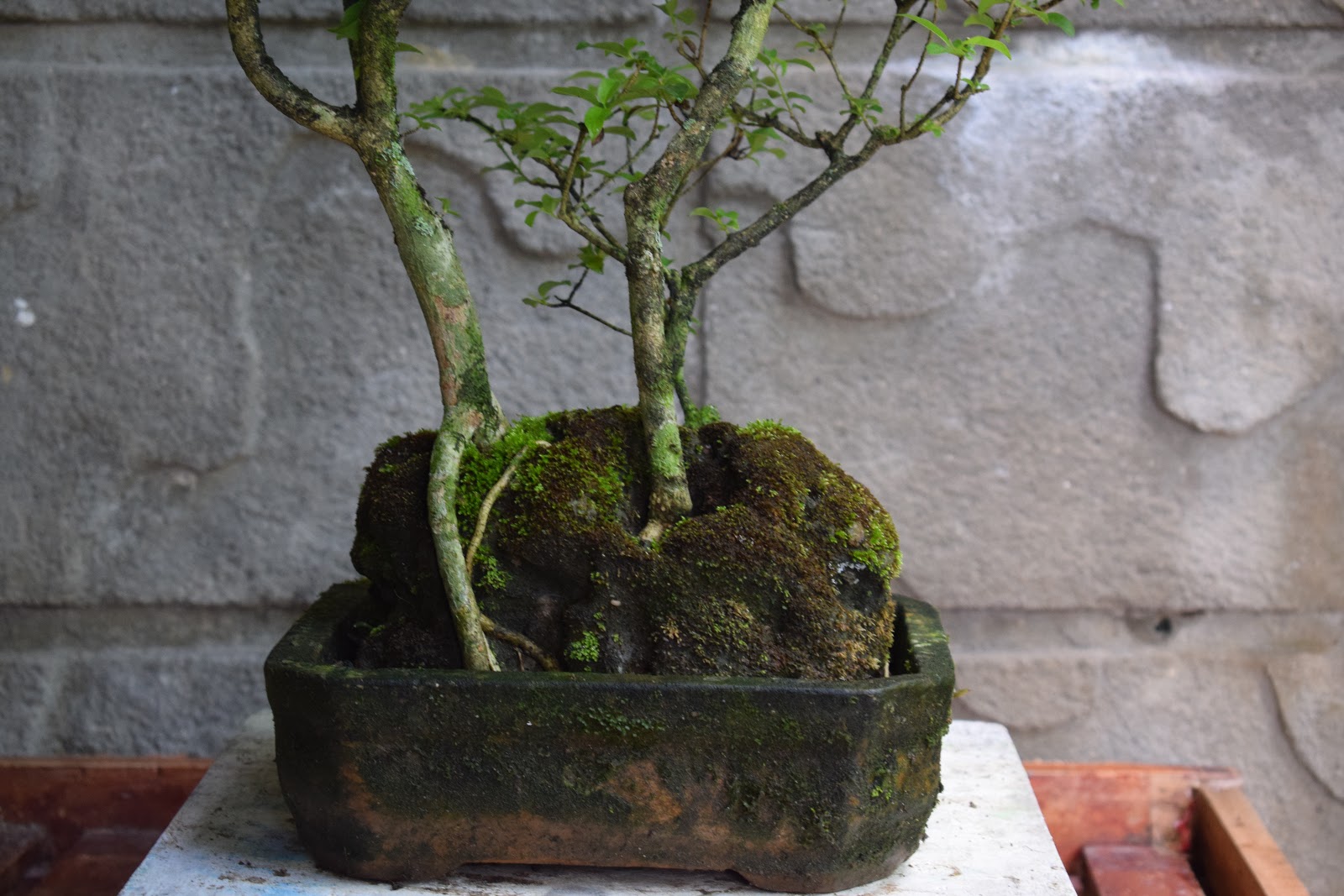 BONSAI ART AND HOME GARDENING