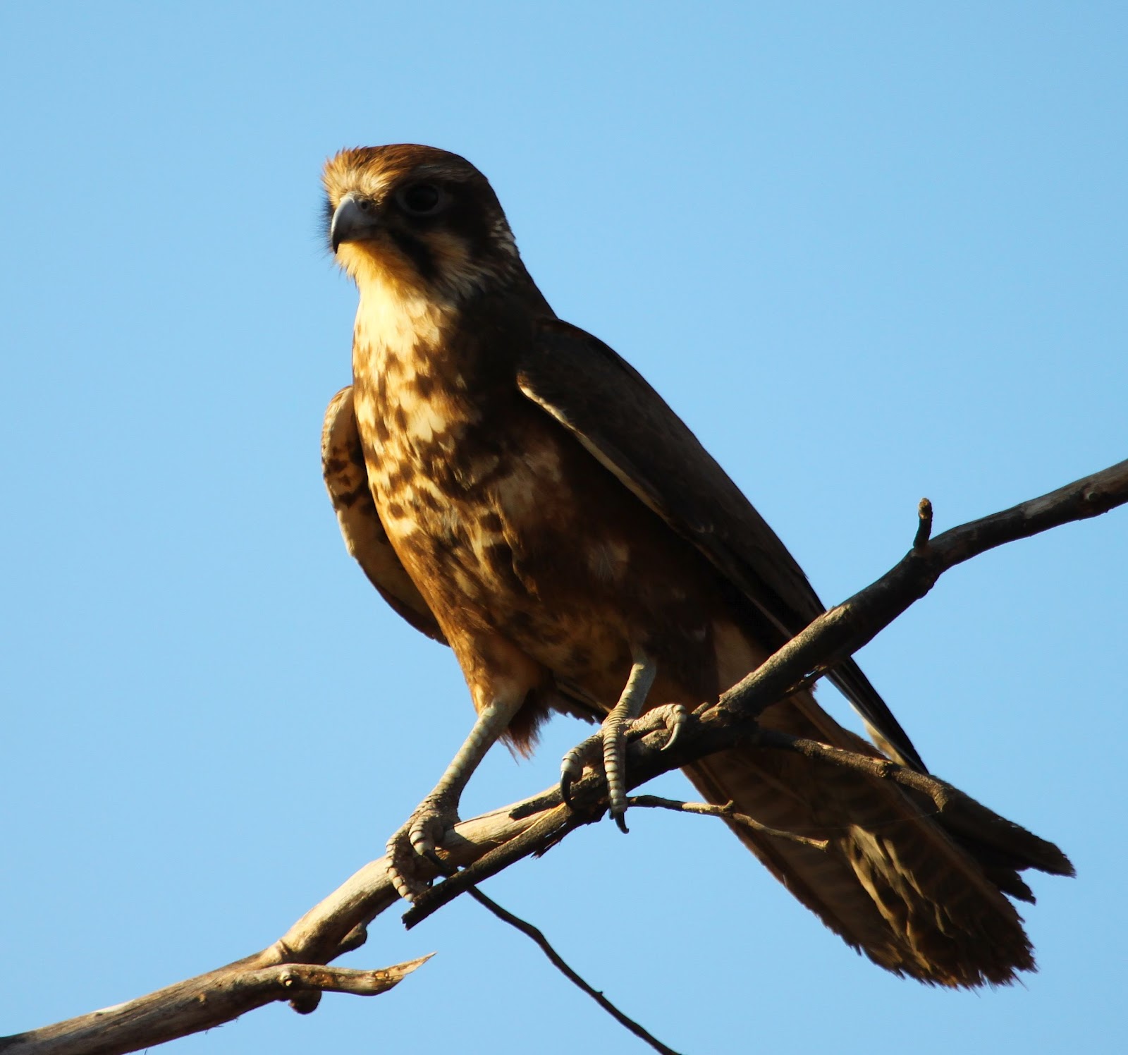 Richard Waring's Birds of Australia: Australian Hobby close-up, Brown ...