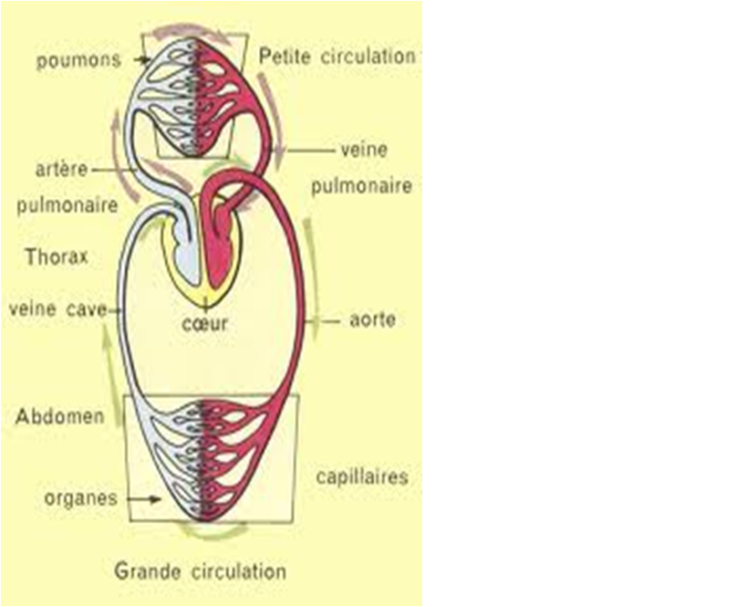 la biologie physiopathologie humaine: Révision de la respiration