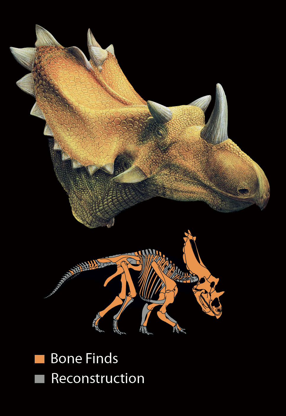 Species New to Science: [Paleontology • 2010] Utahceratops gettyi ...