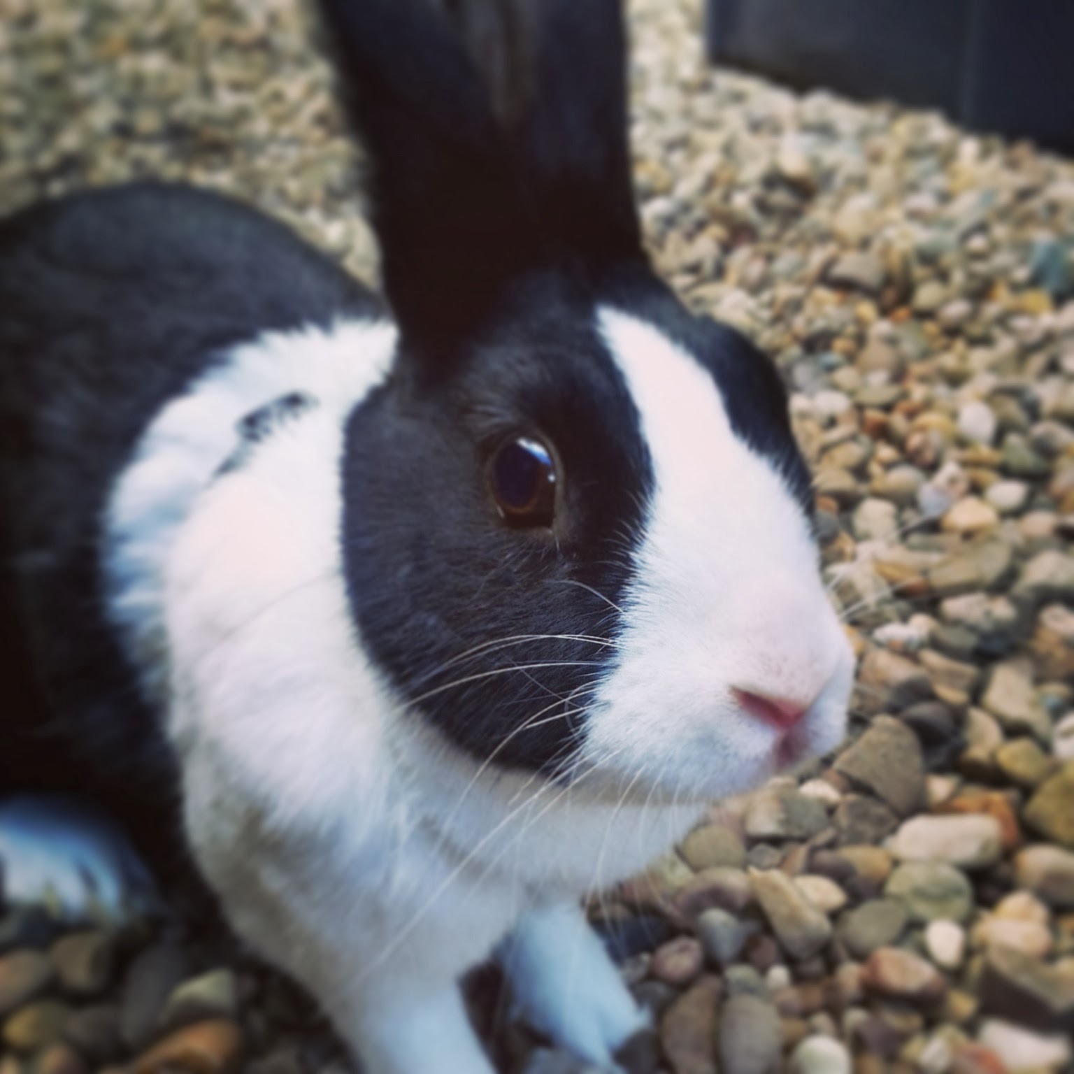 The Rabbits Blog: Photo Gallery