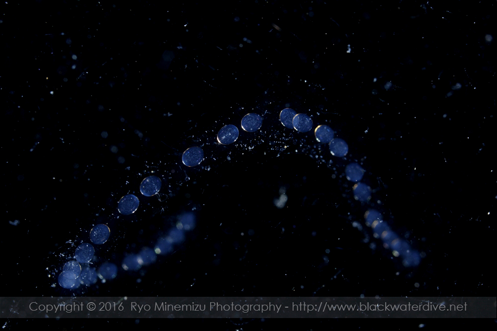 Black Water Dive® - ブラックウォーターダイブ: The Firefly squid of Toyama Bay