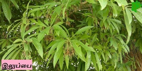 Trees- Banyan, Arasan, Bamboo, Jack, Nochi, Karuvel, Kodukka, Tamrid, neem