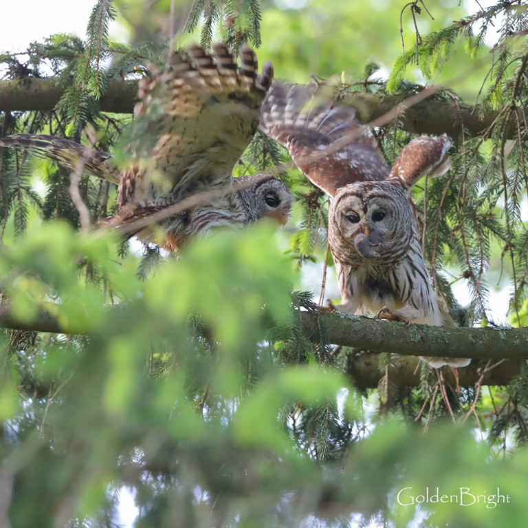 See What I See: Barred Owl at Great swamp NWR
