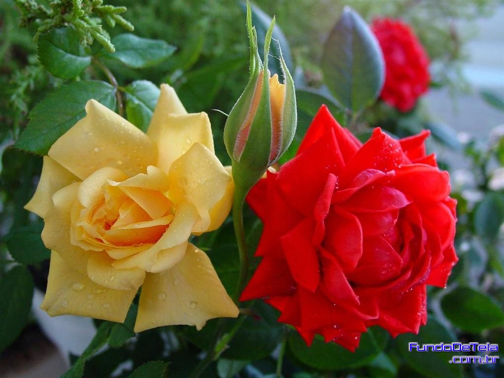 PAISAGENS II: VARIADAS FLORES