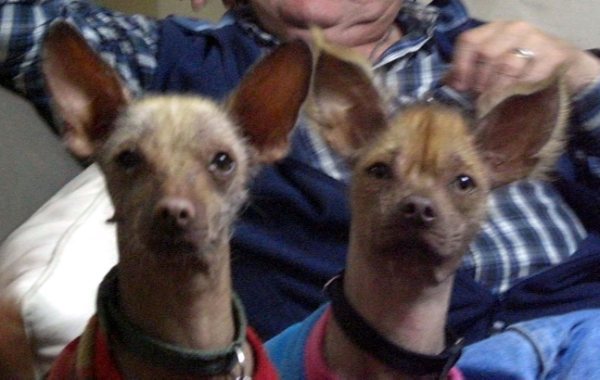 PERRO PERUANO TOMMY: RAZA EL PERRO PERUANO. PATRIMONIO DE LA NACION.