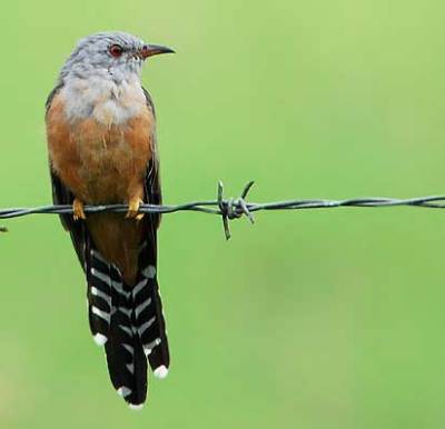 Jenis Burung Wiwik Kelabu