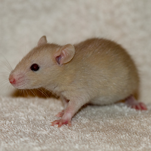 Rats From Mars Fancy Rat Rattery Phoenix Arizona Harley Dumbo Rats