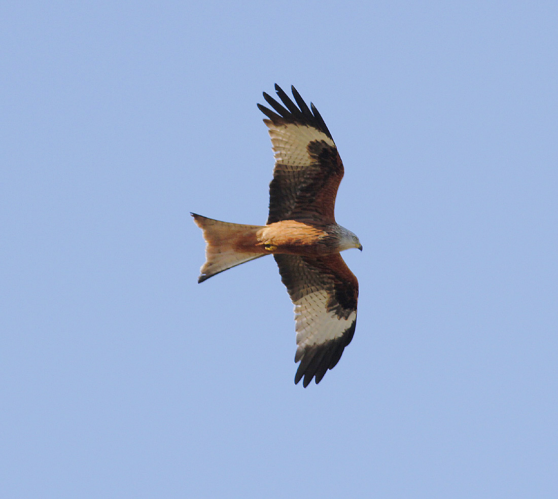 Another Bird Blog: Mad For Menorca