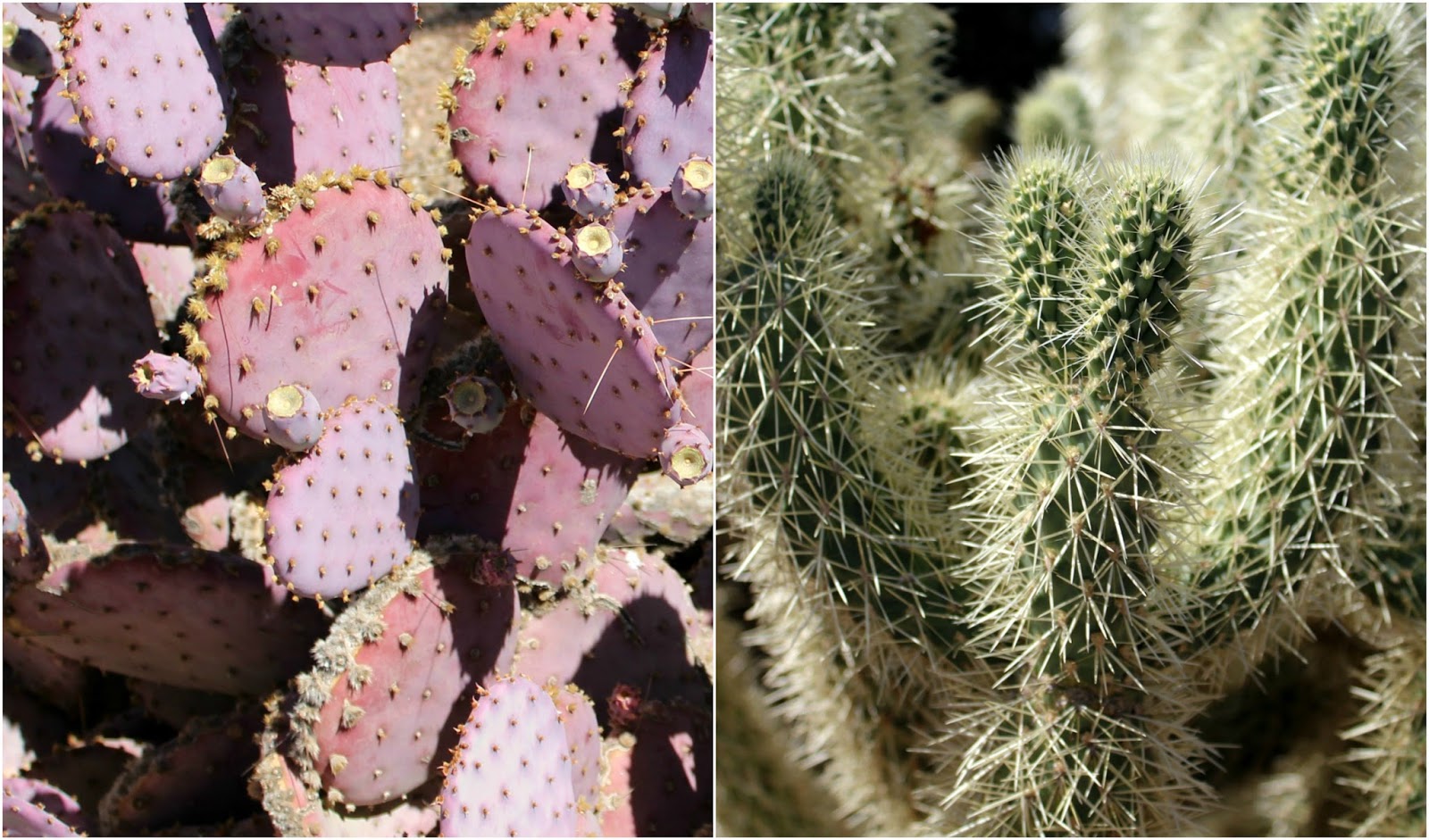 Wildflower Loop Trail, Desert Botanical Garden, Arizona | Caravan Sonnet