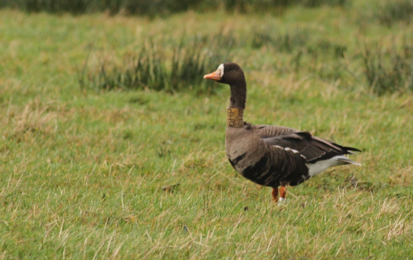 WYKE BIRDING: Colour ringed Geese on Islay