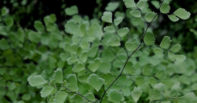 Adiantum spp - Desain Lanskap