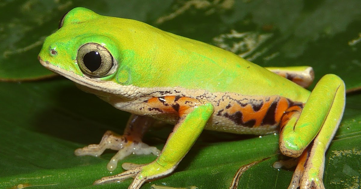 Herpetolife (Inicio): Pithecopus hypochondrialis (Daudin, 1800)