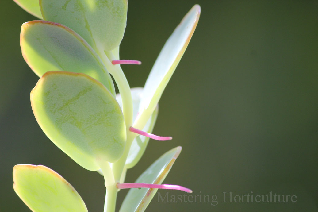 Mastering Horticulture: Adventitious Roots and Shoots on Kalanchoe ...