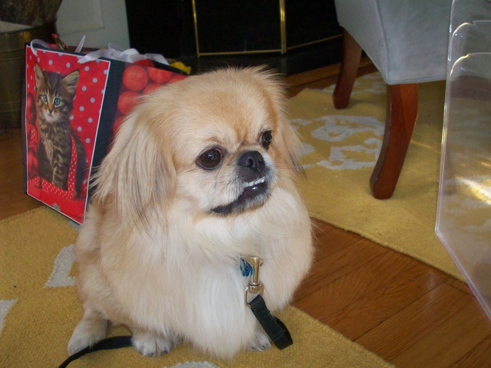 Must Love Pekes: PIKACHU