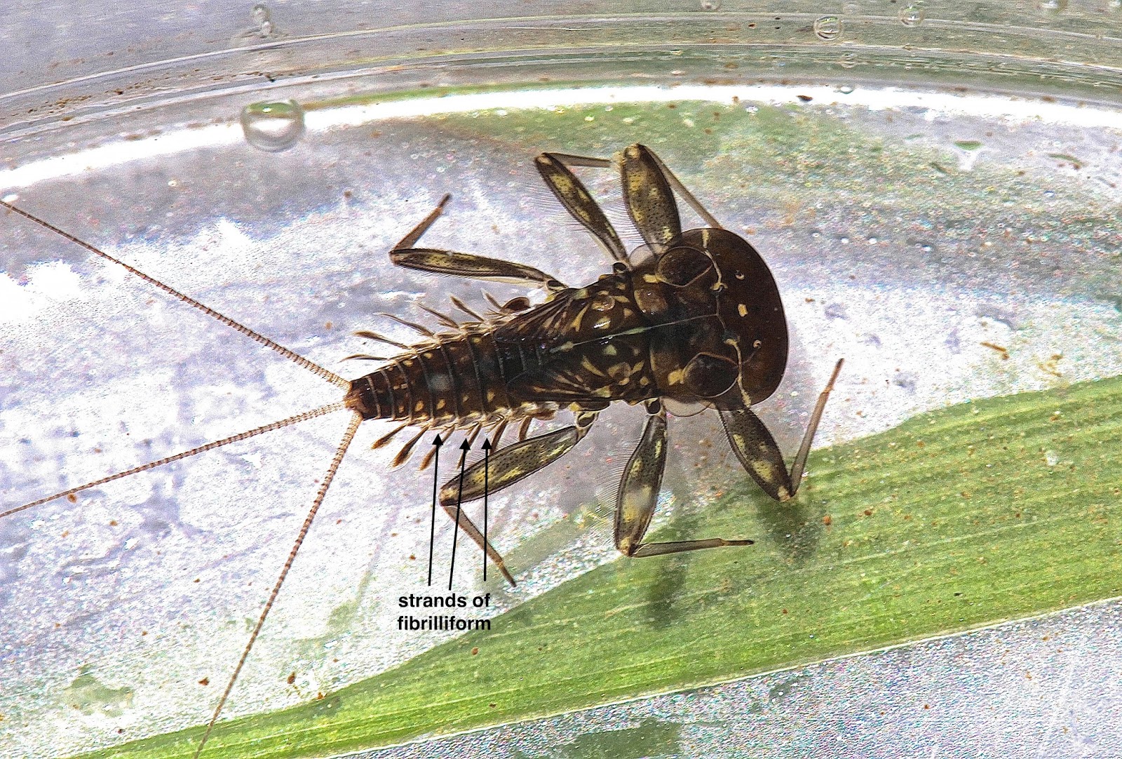 Aquatic Insects of Central Virginia: A "Cheat Sheet" for the flatheaded ...