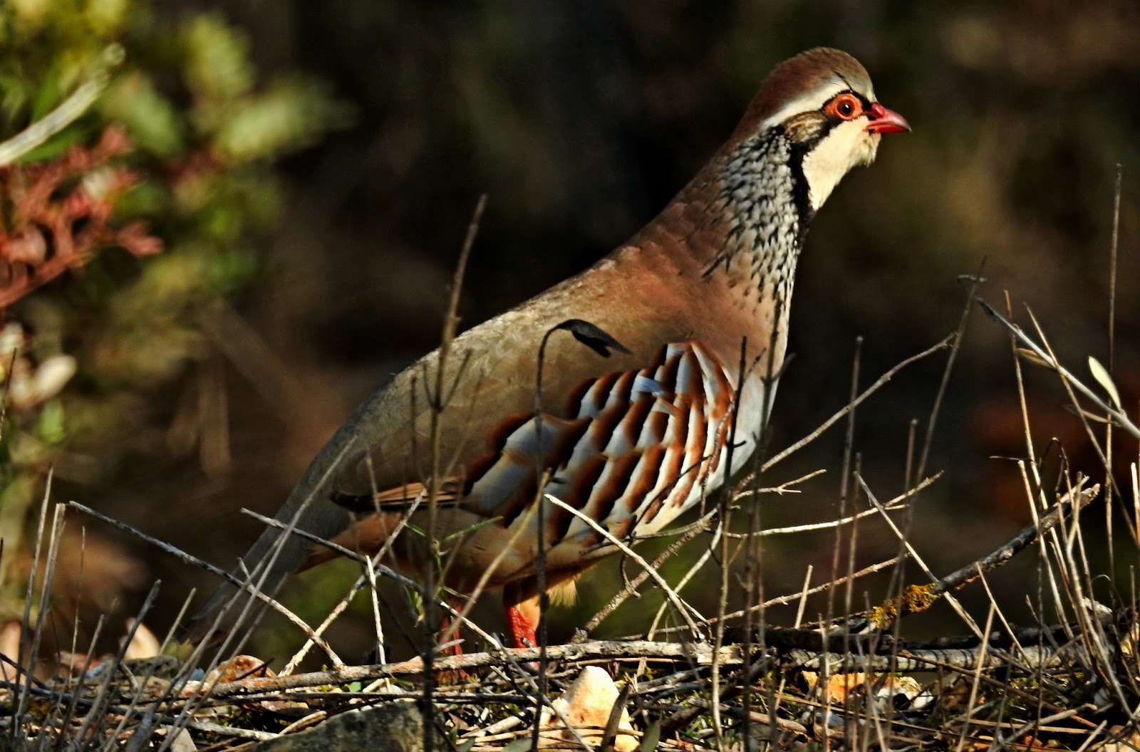 BIRDWALKERMONDAY: 30-1-2017 QUATRETONDA, VALENCIA - RED LEGGED ...