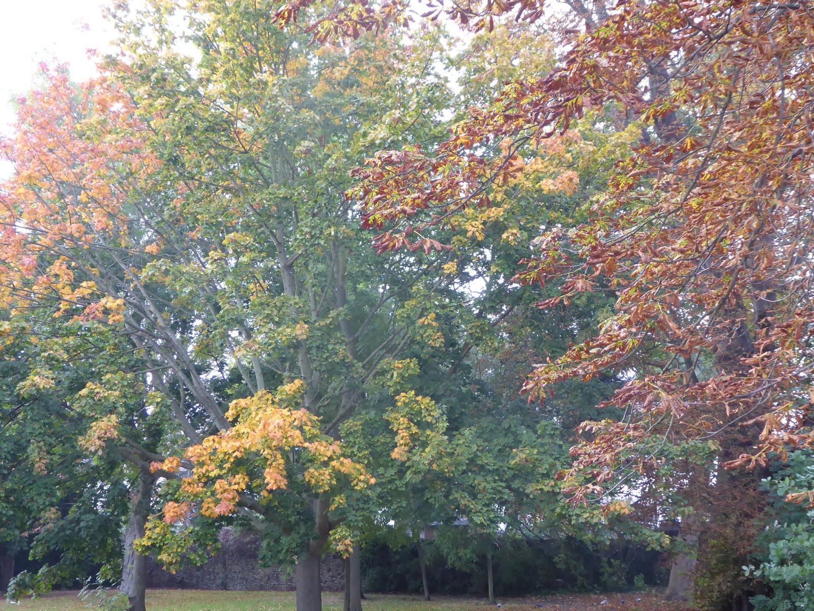 Jane's Journal: Early November mists