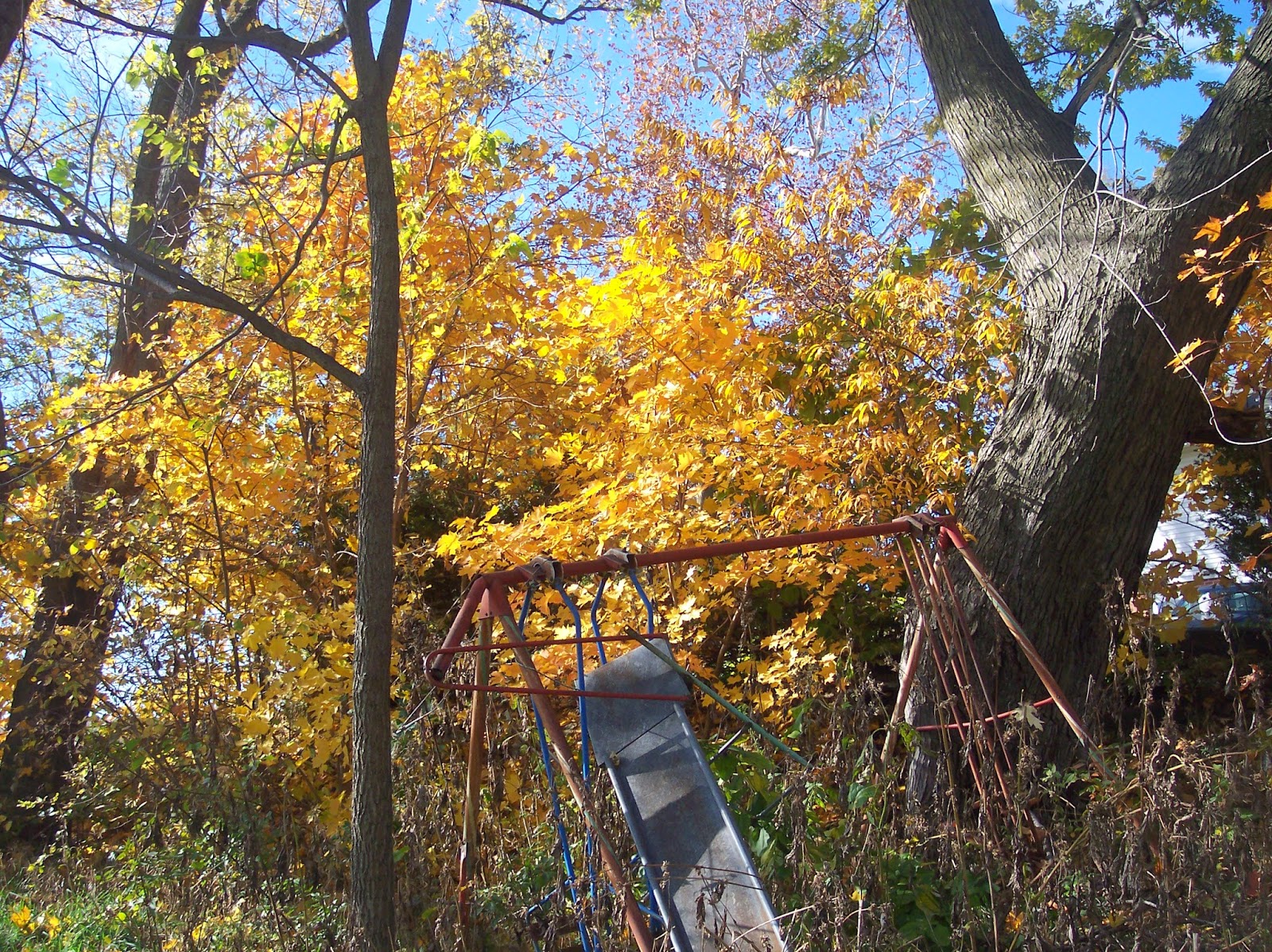 Pine View Angus Farms