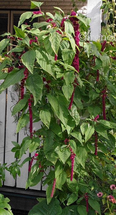 Blomster-tips: Amaranträvsvans "Dreadlocks", Amaranthus caudatus