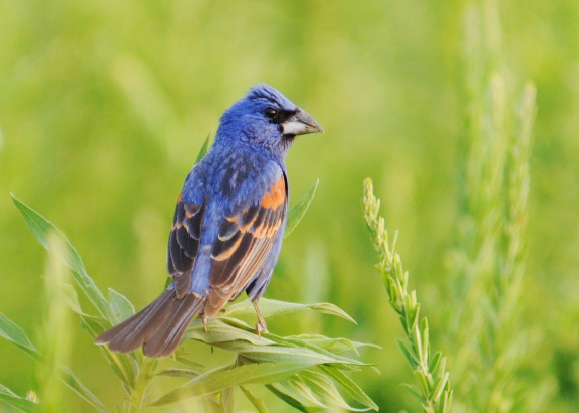 Blue Grosbeak | The Life of Animals
