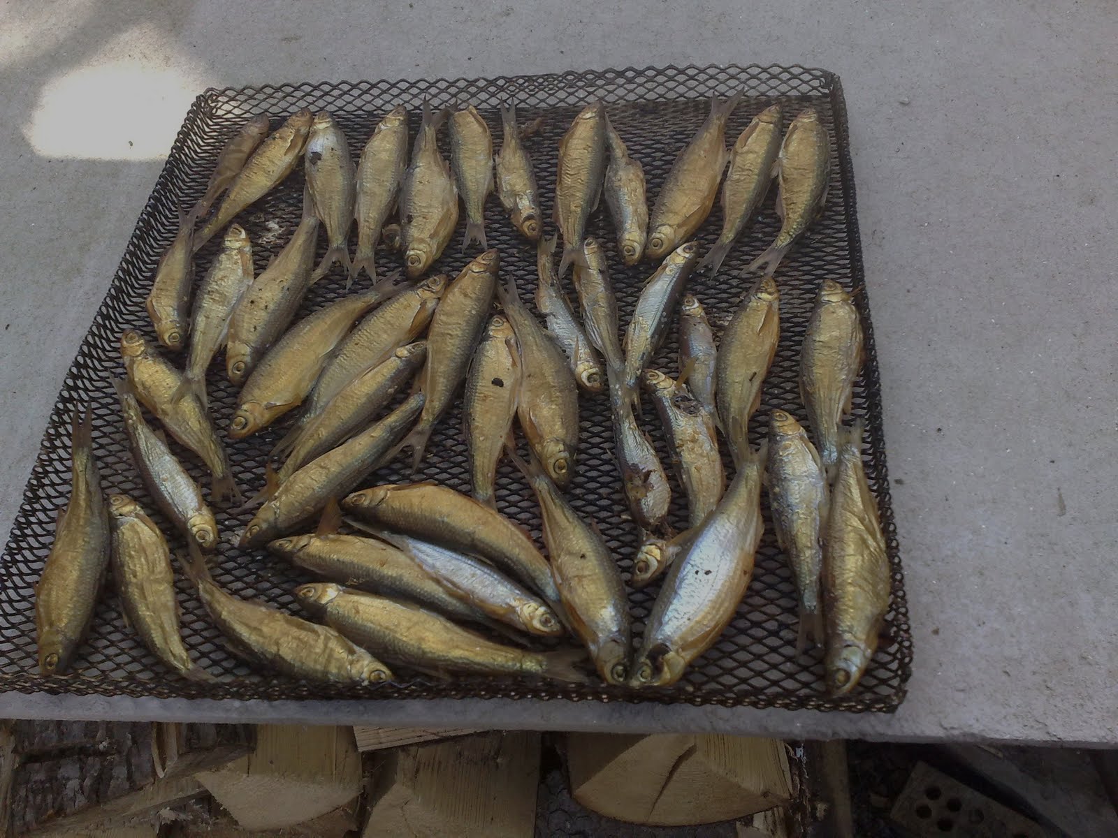 Kotimainen kala: Salakka, miltei kuin muikku.