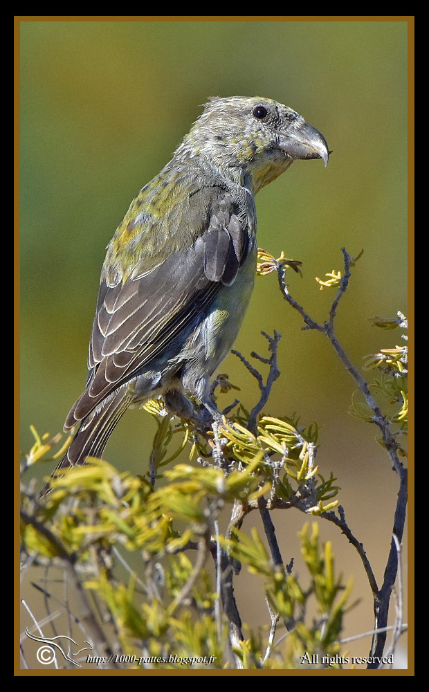 WILDLIFE GATEWAY: Le Bec croisé des sapins