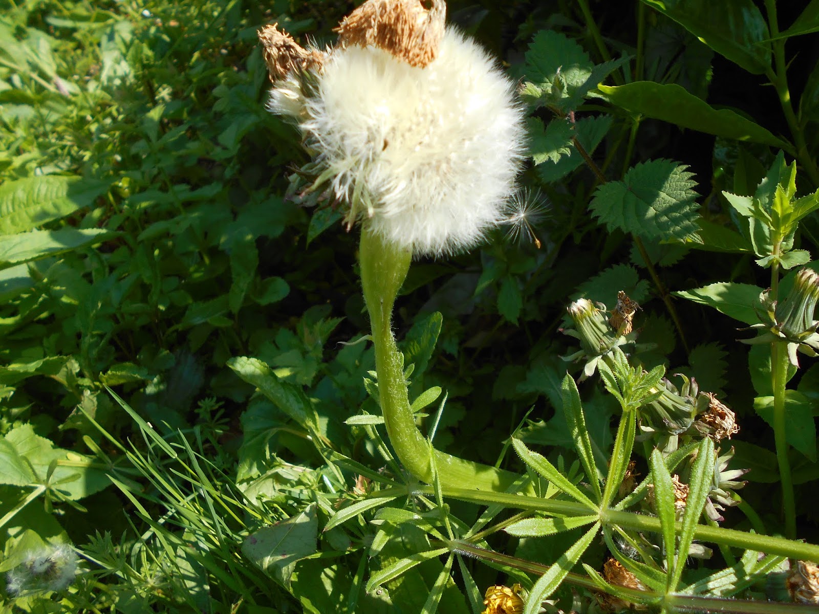 Tony's Blog: Fasciation