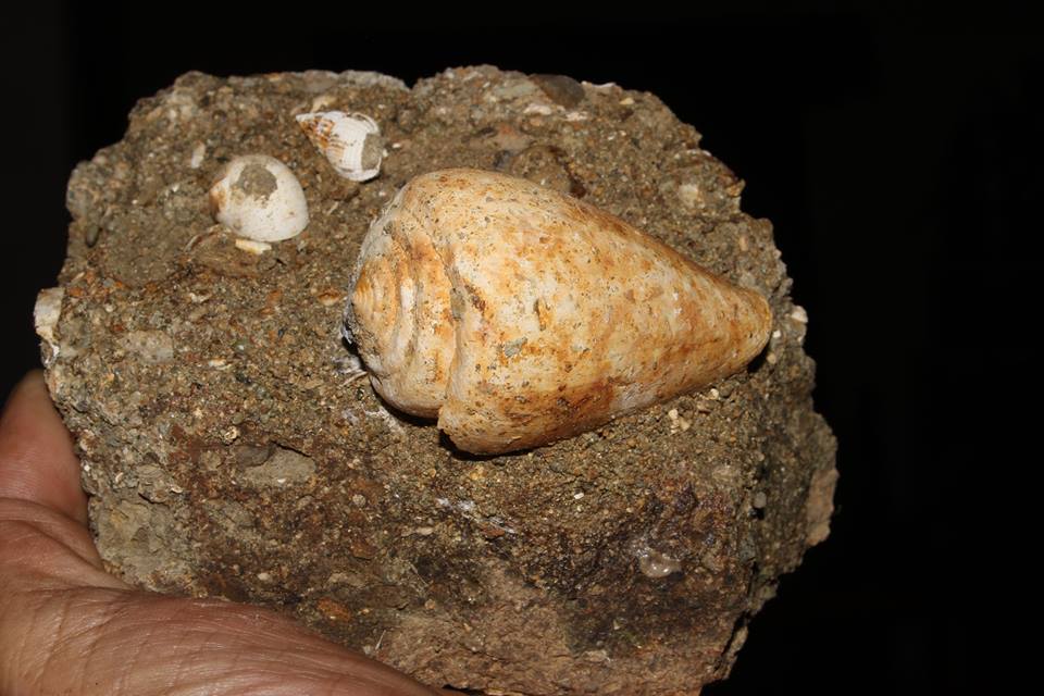 Biodiversity of Cyprus by NGO Protection of the Natural Heritage and ...