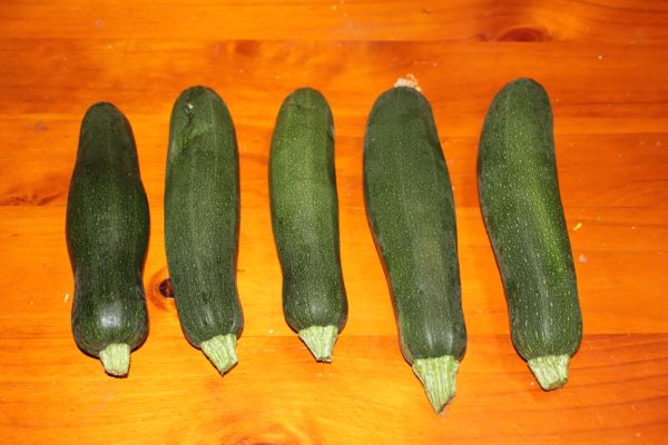 Mudflower: Parthenocarpic zucchini days to maturity