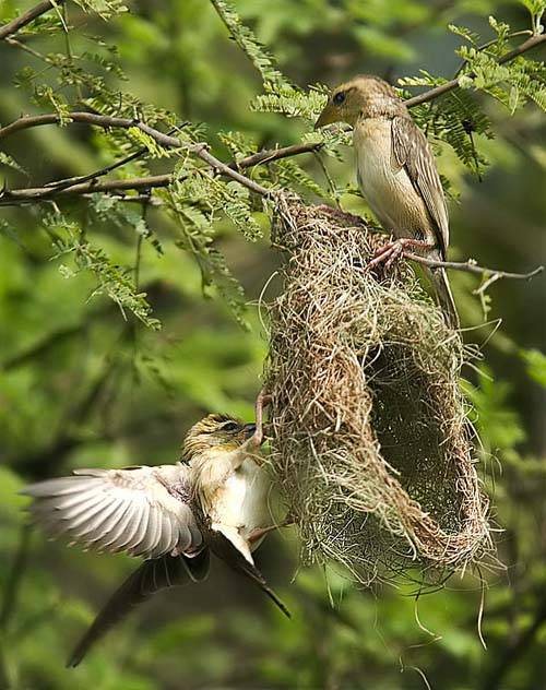 Burung Tempua [19f@G]