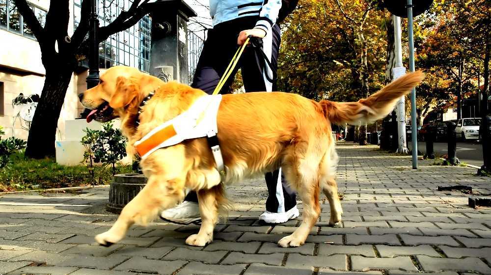 National Guide Dog Month