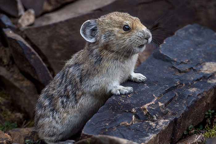 El Herrerillo: American pika (Ochotona princeps)