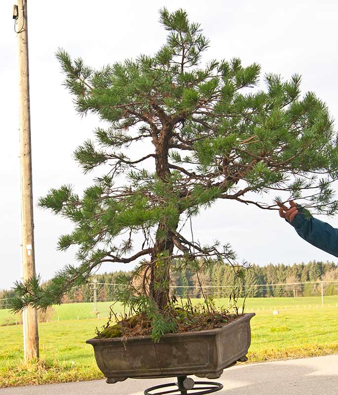 Walter Pall Bonsai Adventures: new Scots pine available