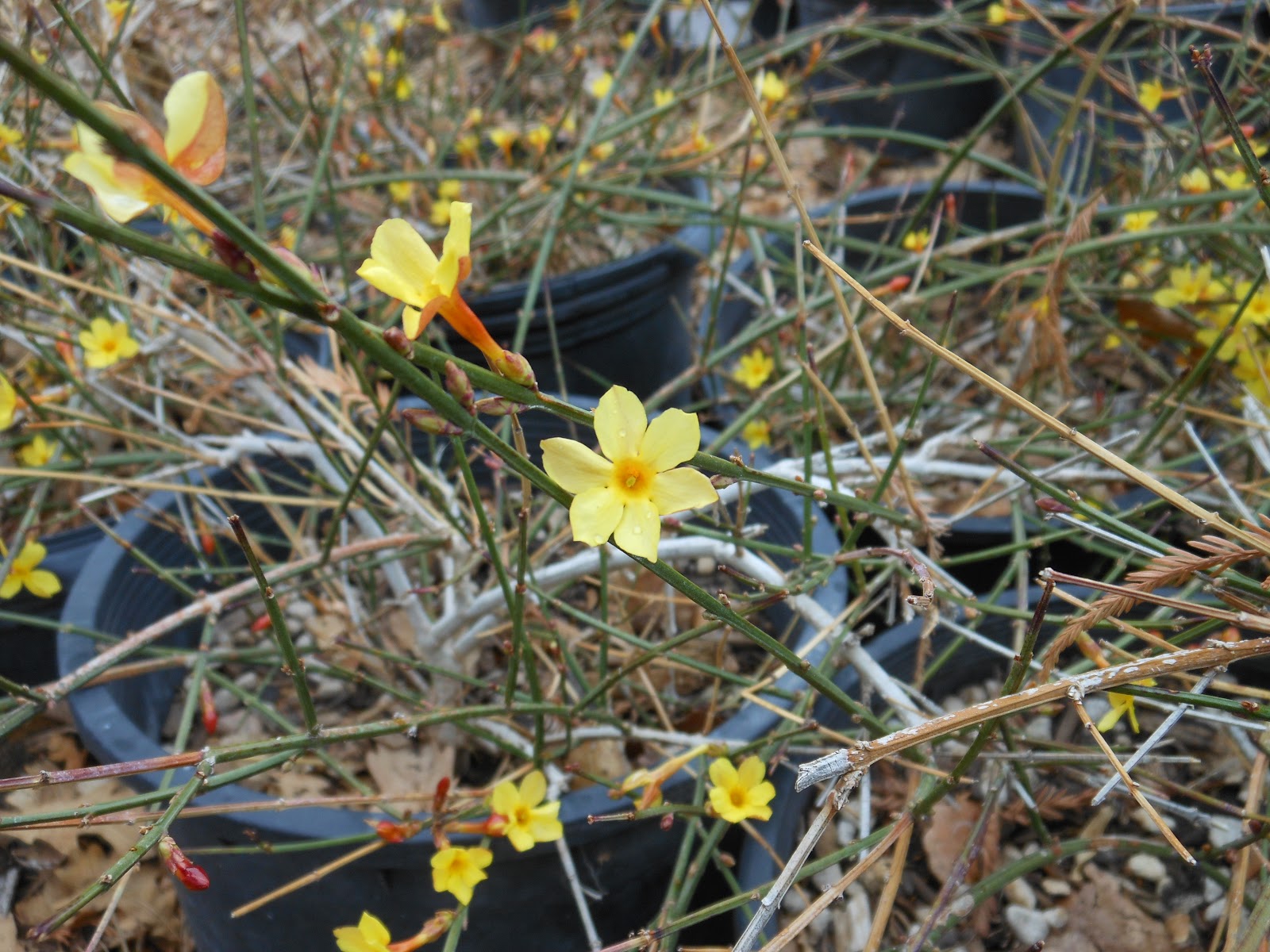 Winter Jasmine