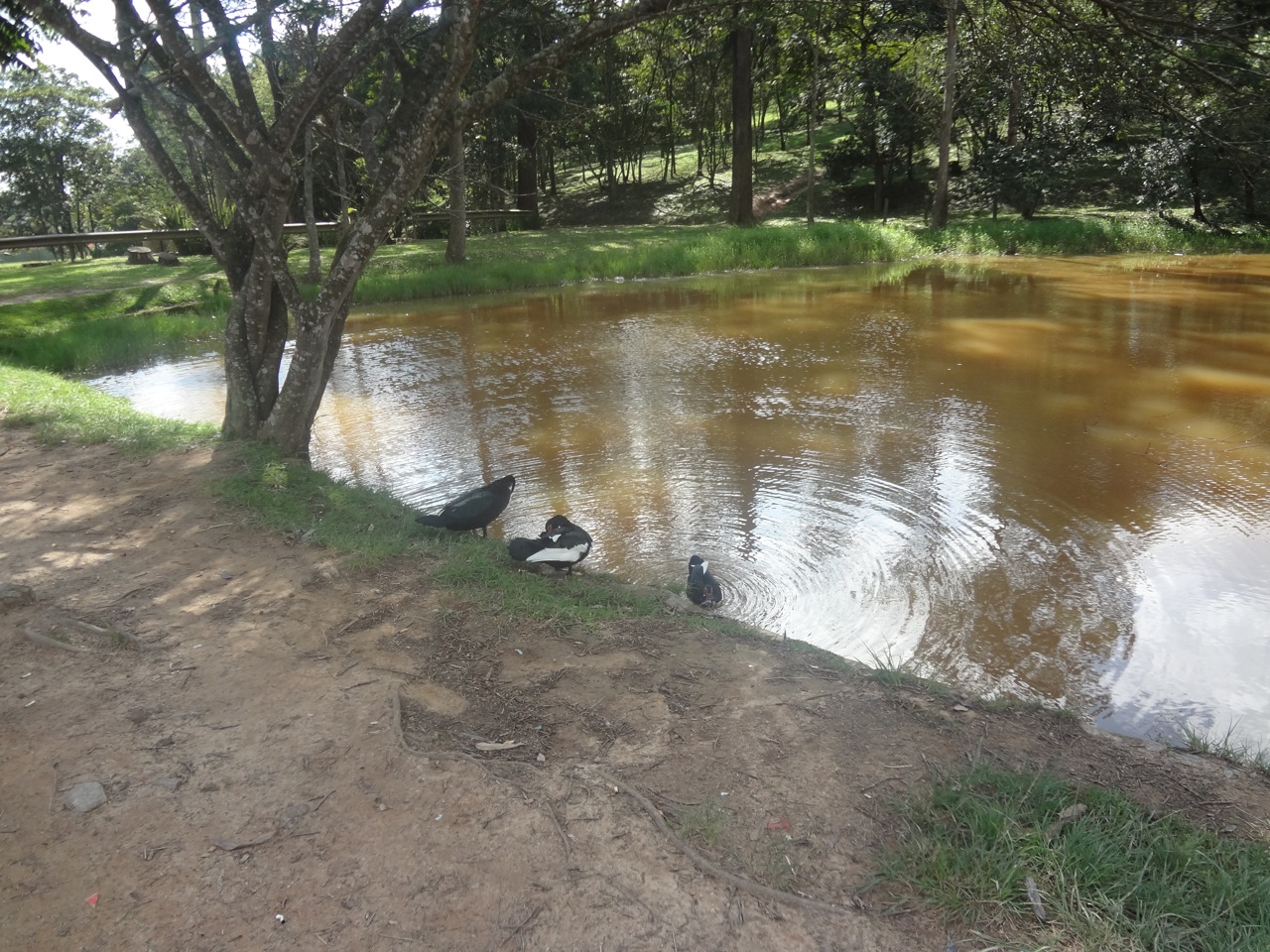 Parque do Carmo - Olavo Egydio Setúbal em São Paulo ~ Áreas Verdes das ...