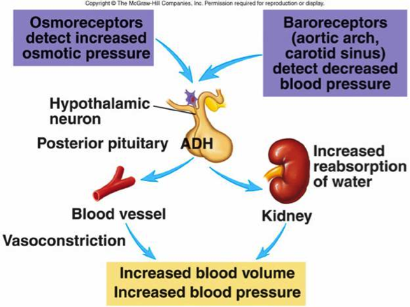 The Endocrine System