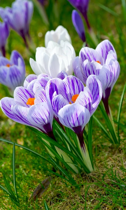 Crocus Flower ~ Stunning nature