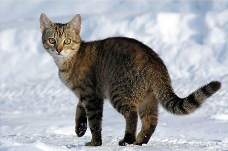 CHINAR SHADE : February 2017