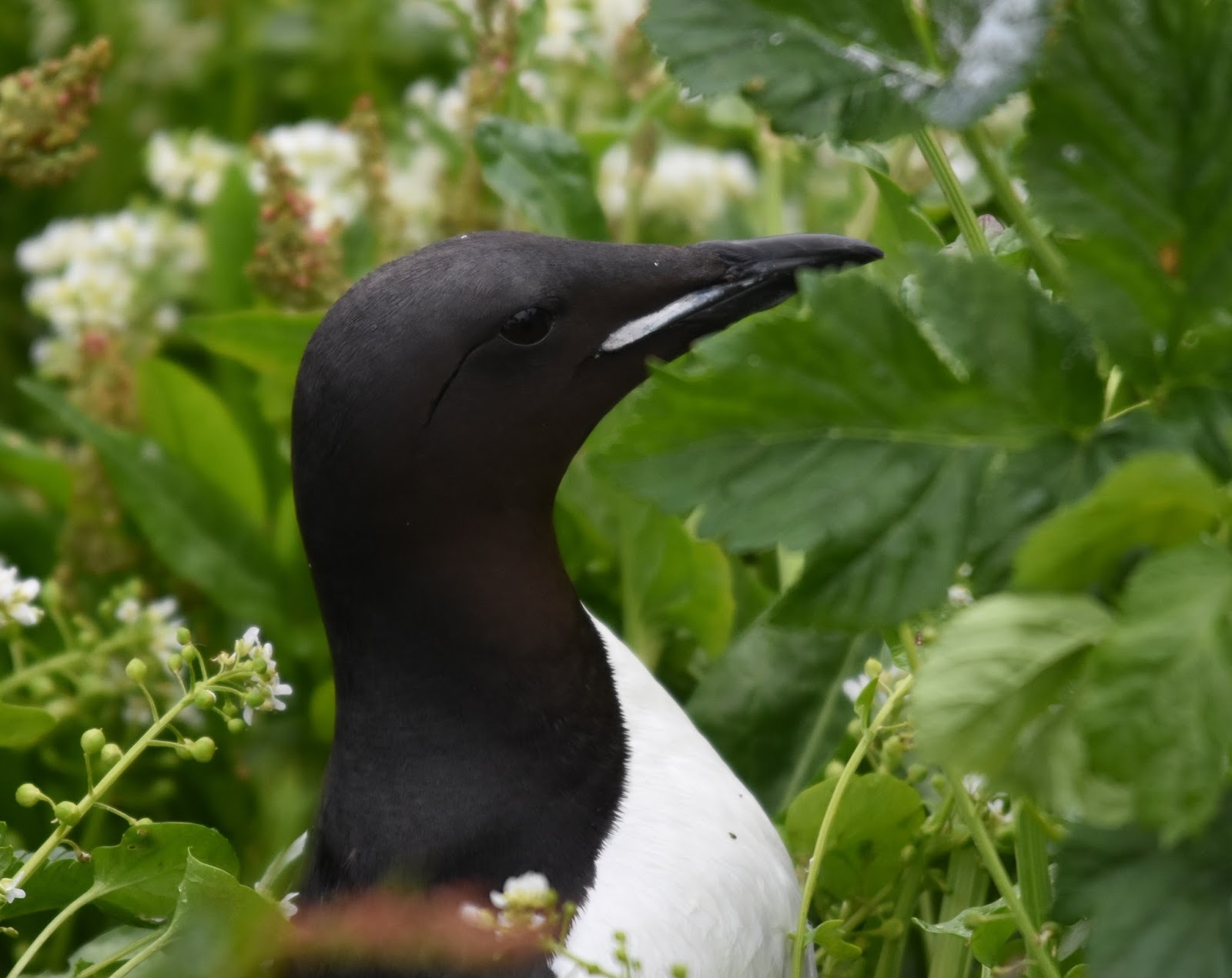 Villen luontohavainnot: Retki Varanginvuonolle (Oppi fjellet!)