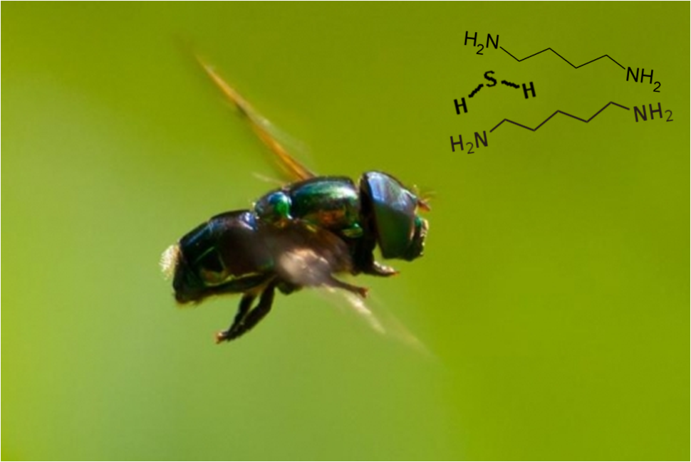 SERVICIO COMUNITARIO EN ENTOMOLOGIA FORENSE: mayo 2011