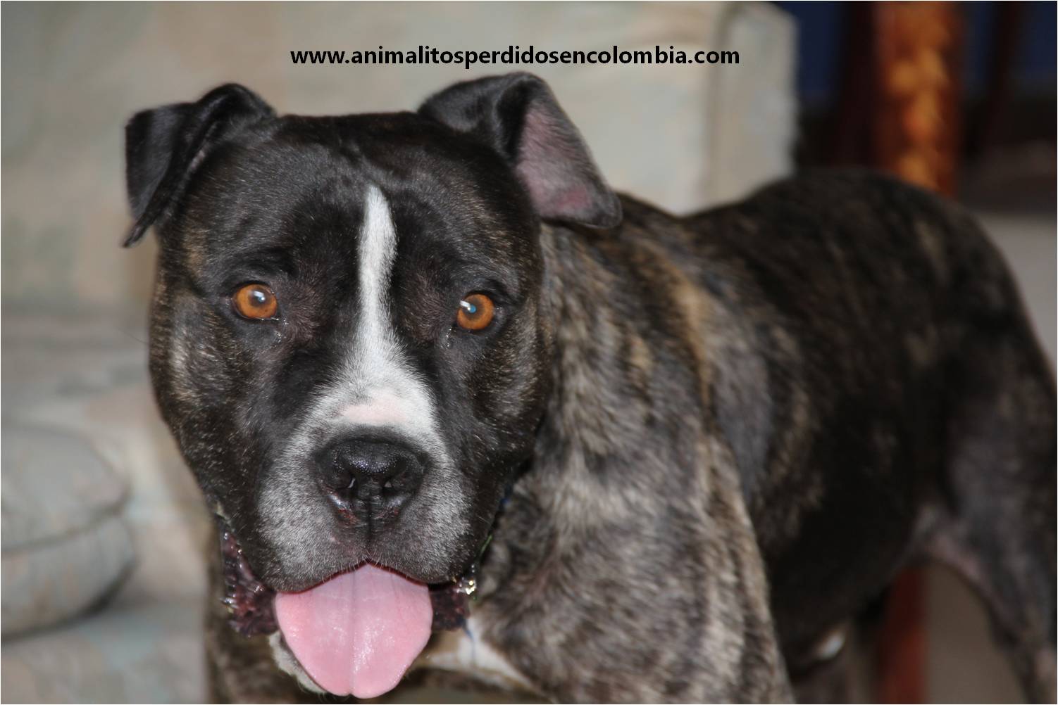 Animalitos Perdidos en Colombia: ENCONTRADO BOGOTÁ- PITBULL BARCINO ...