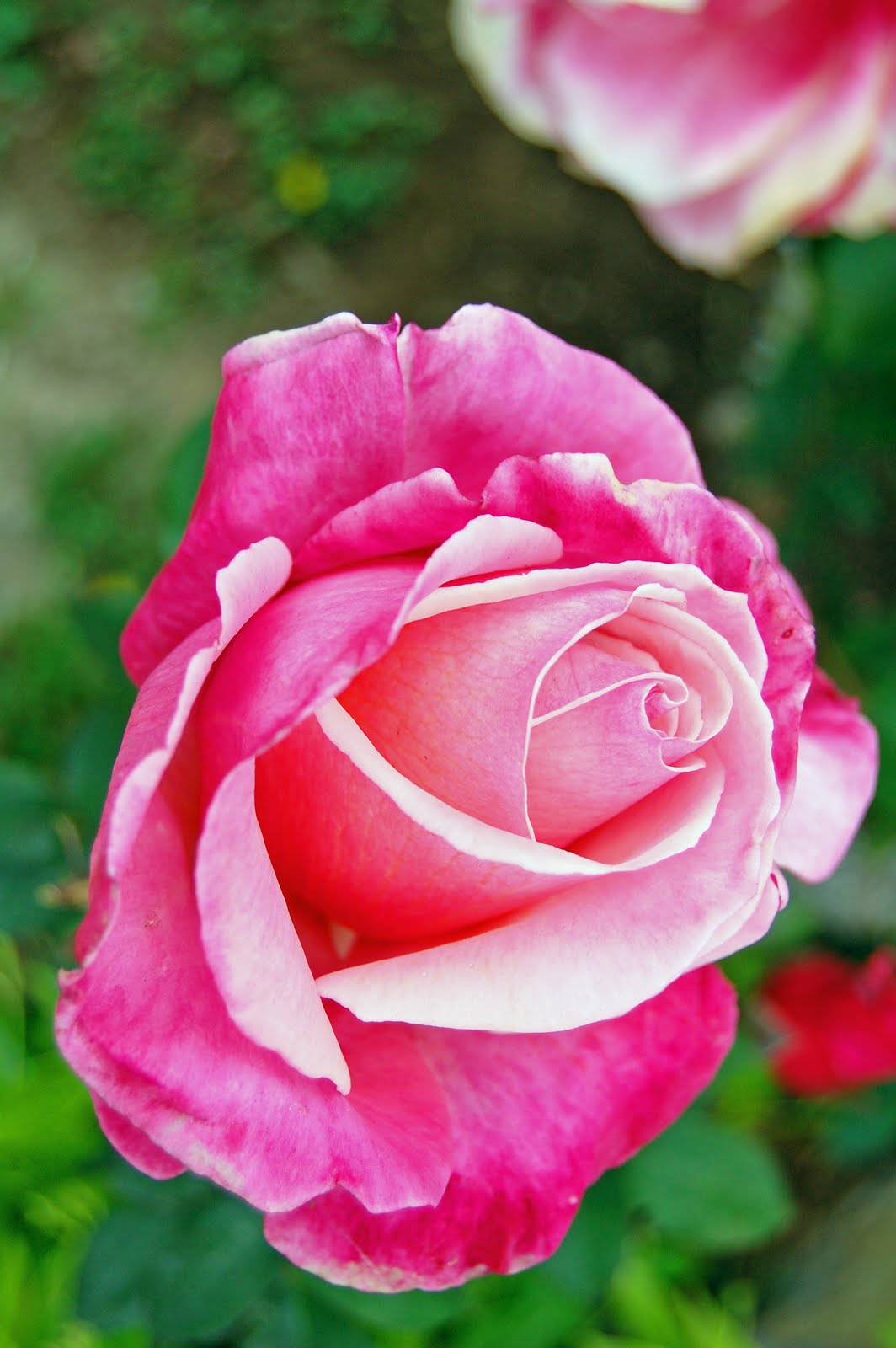 My Painted Garden: Painting Pink Roses