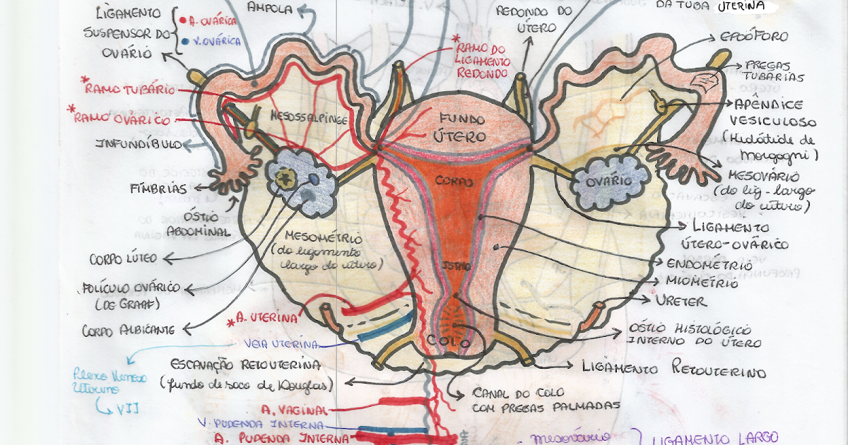 Qual A Profundidade Do útero - LIBRAIN