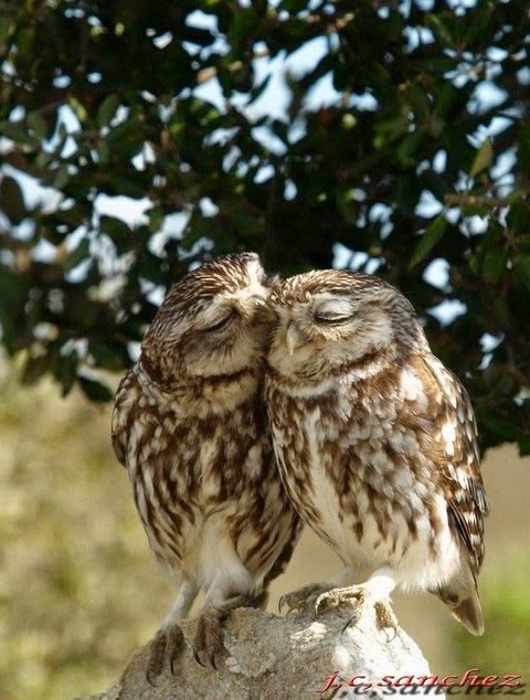 MÁGICA NATURALEZA: BÚHOS