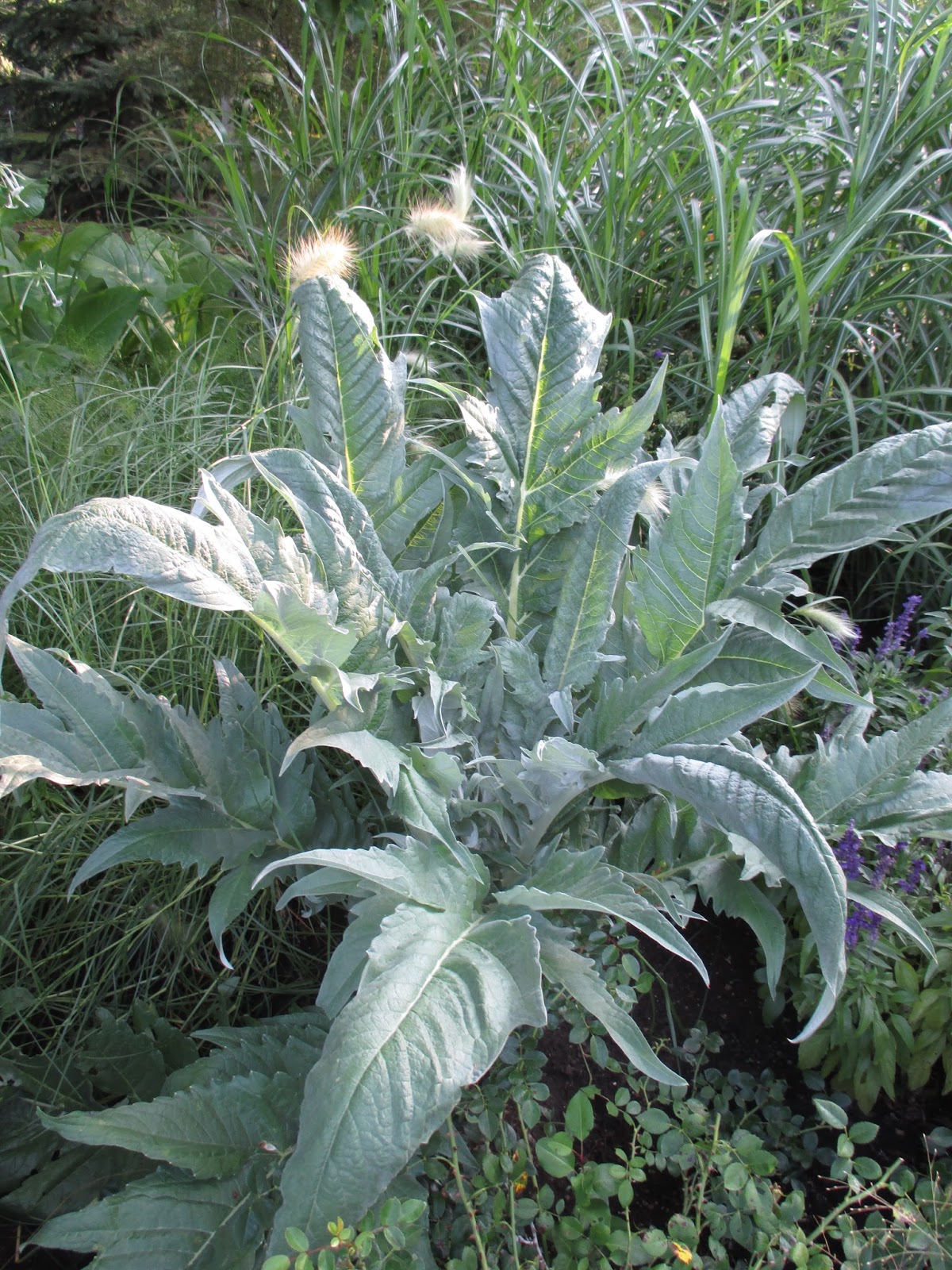 Cool Cardoon (Cynara cardunculus) - Rotary Botanical Gardens